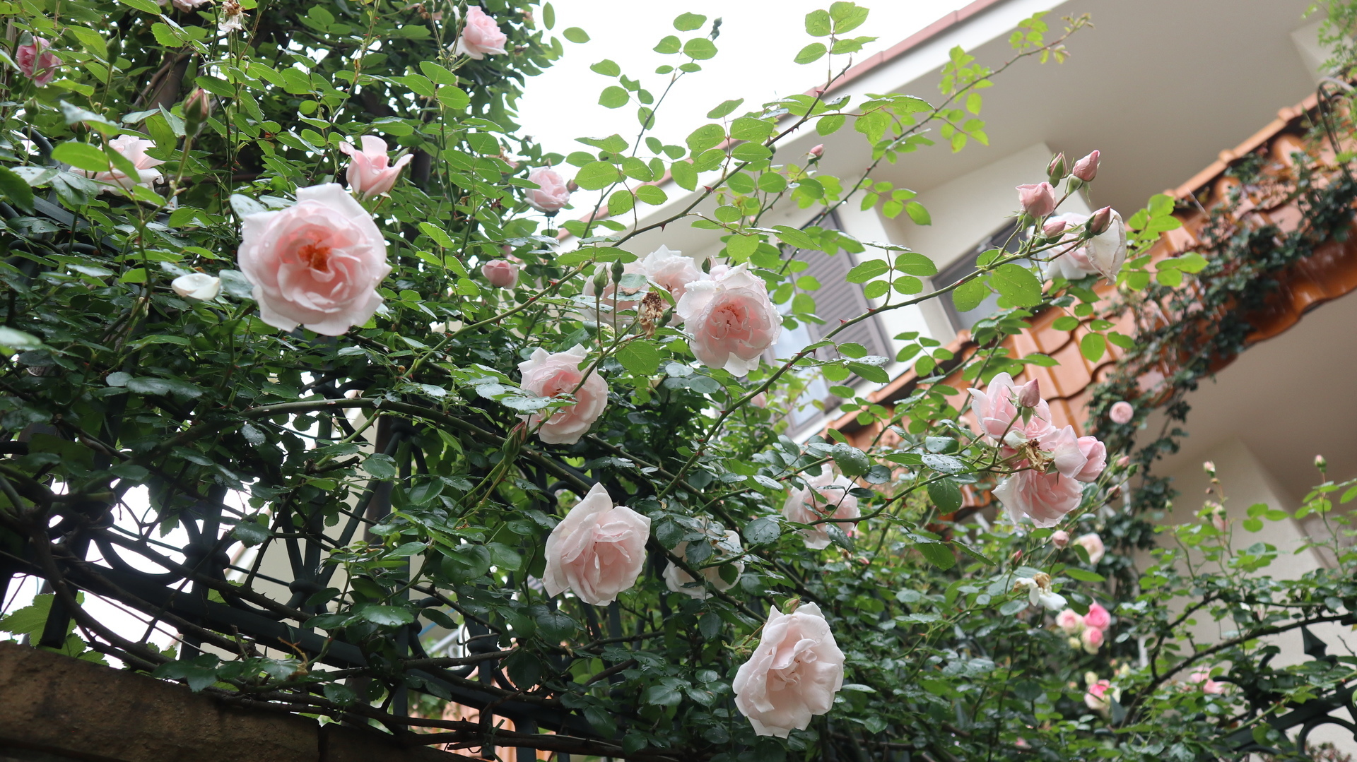 1400） ニュードーン: バラの四季