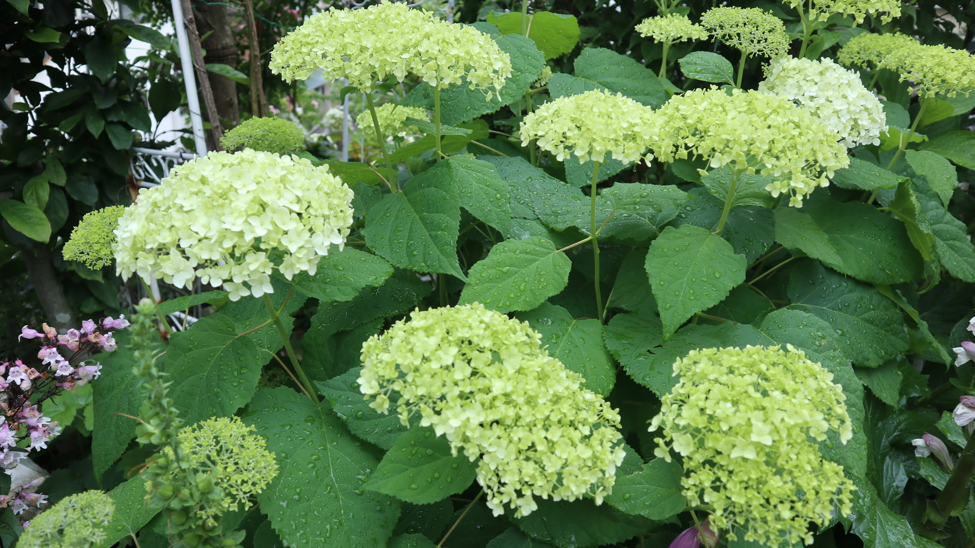 1406） アナベル: バラの四季