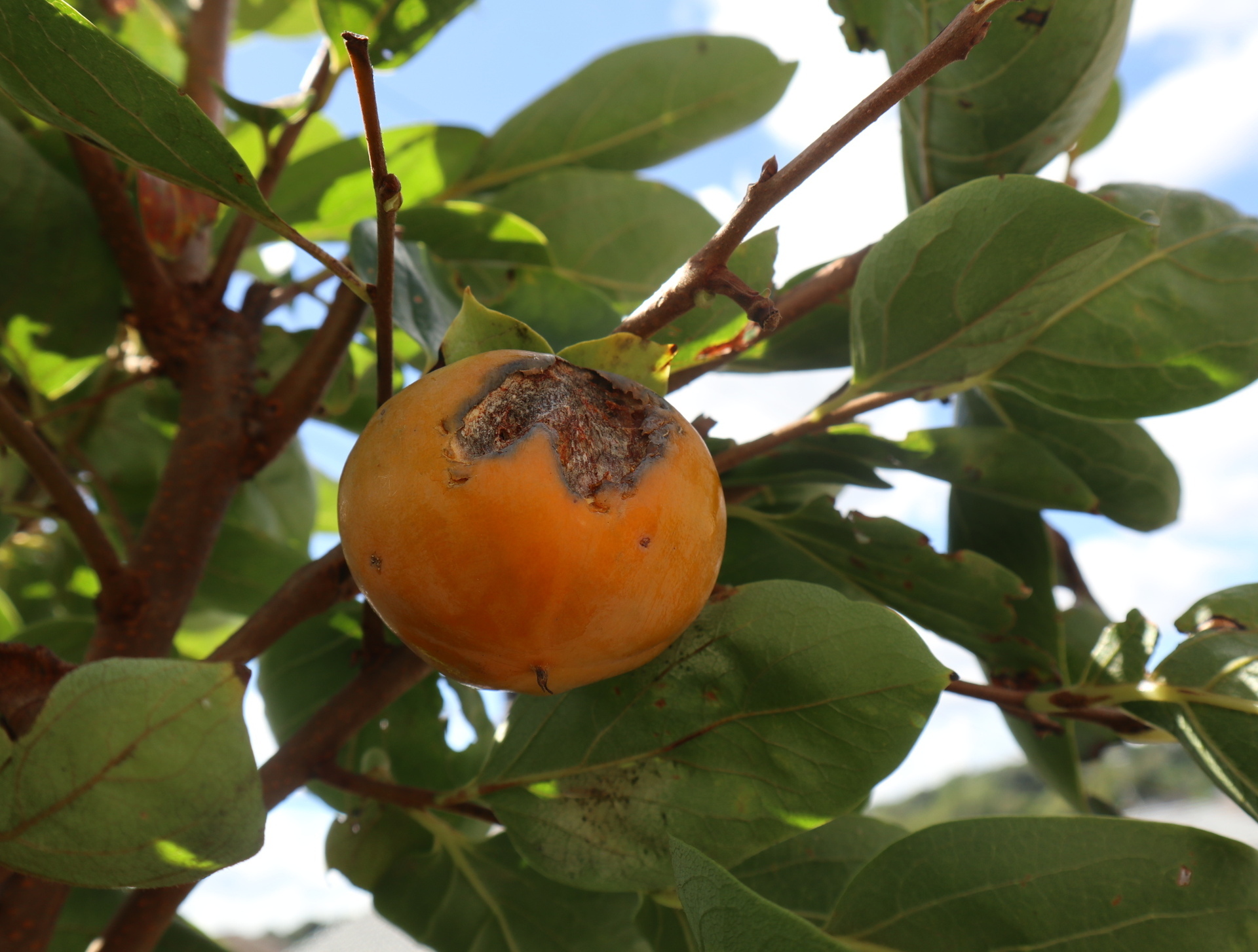 1448） 柿の実: バラの四季