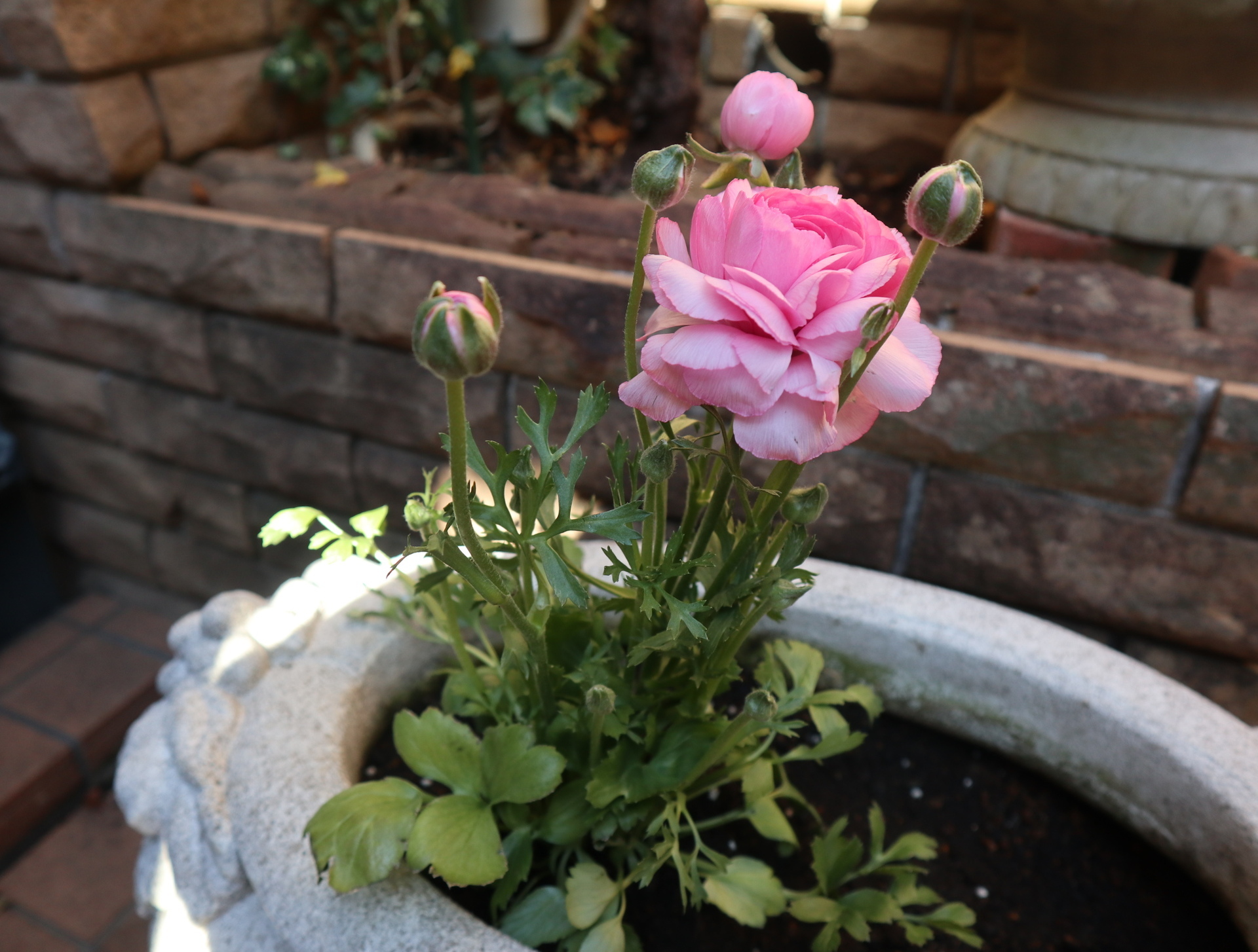 1464） ラナンキュラス: バラの四季