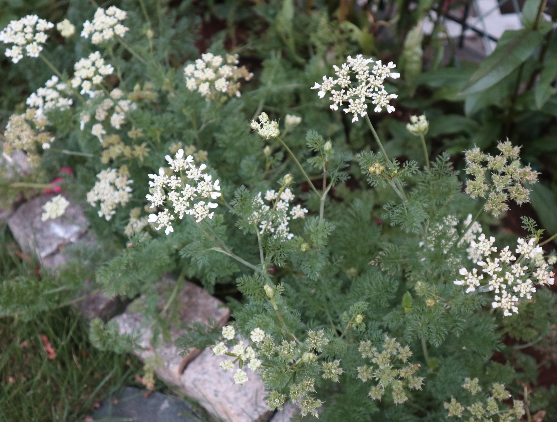 1541） 五輪終焉: バラの四季