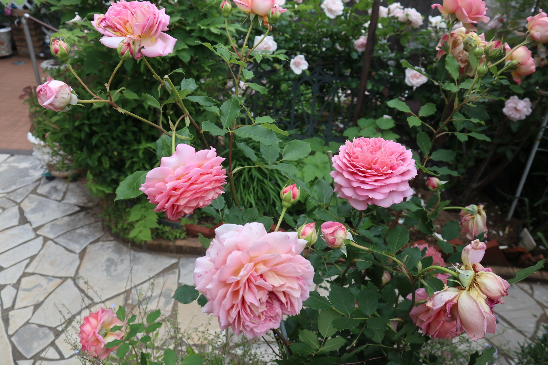 1575） ジュビリー セレブレーション: バラの四季